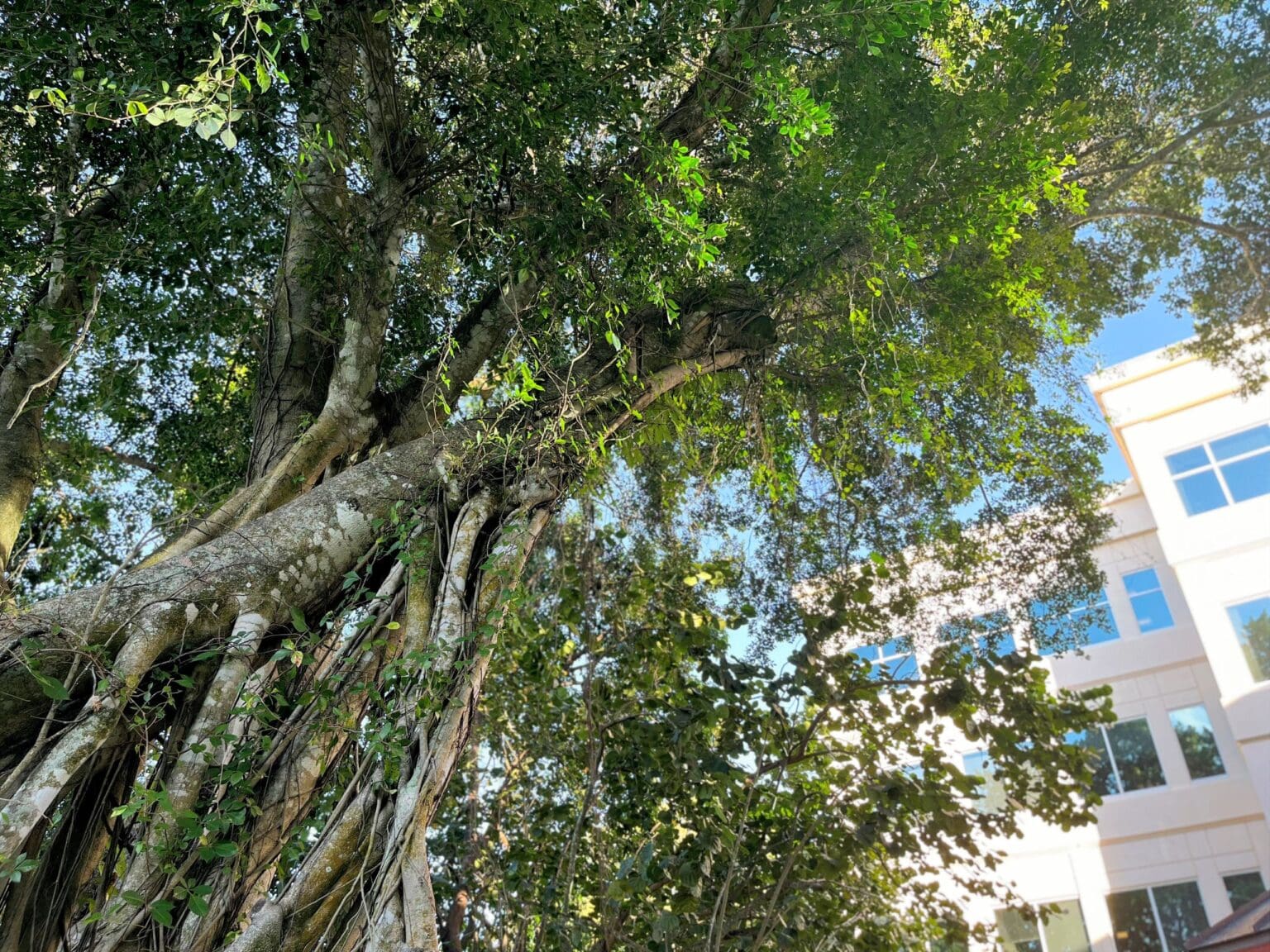 DSM Trees - DSM Capital Partners